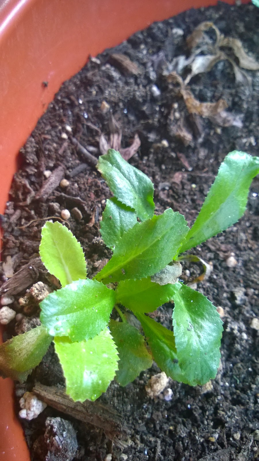 Libreta en Puerto Rico: ¡Lechugas! Y Otros